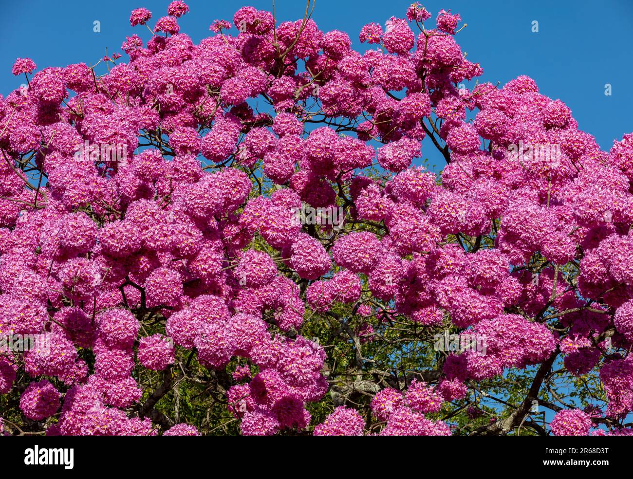 Details of the beautiful Pink Trumpet Tree (Handroanthus heptaphyllus ...