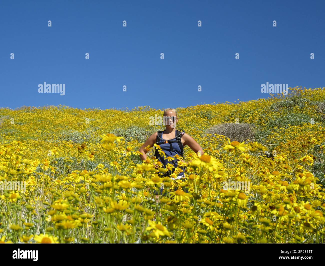 Superbloom pictures of flowers in hi-res stock photography and images ...