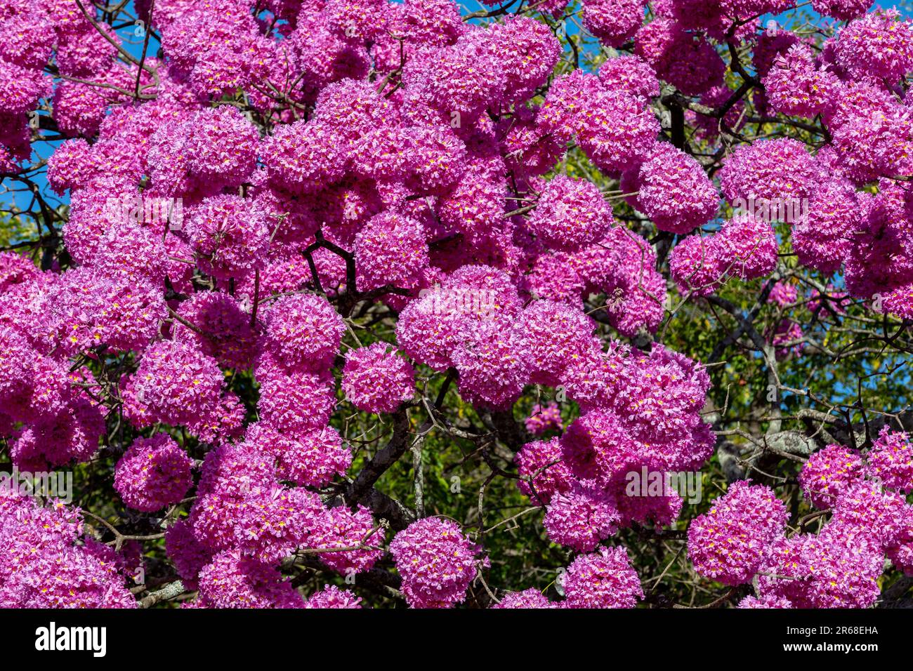 Details of the beautiful Pink Trumpet Tree (Handroanthus heptaphyllus ...
