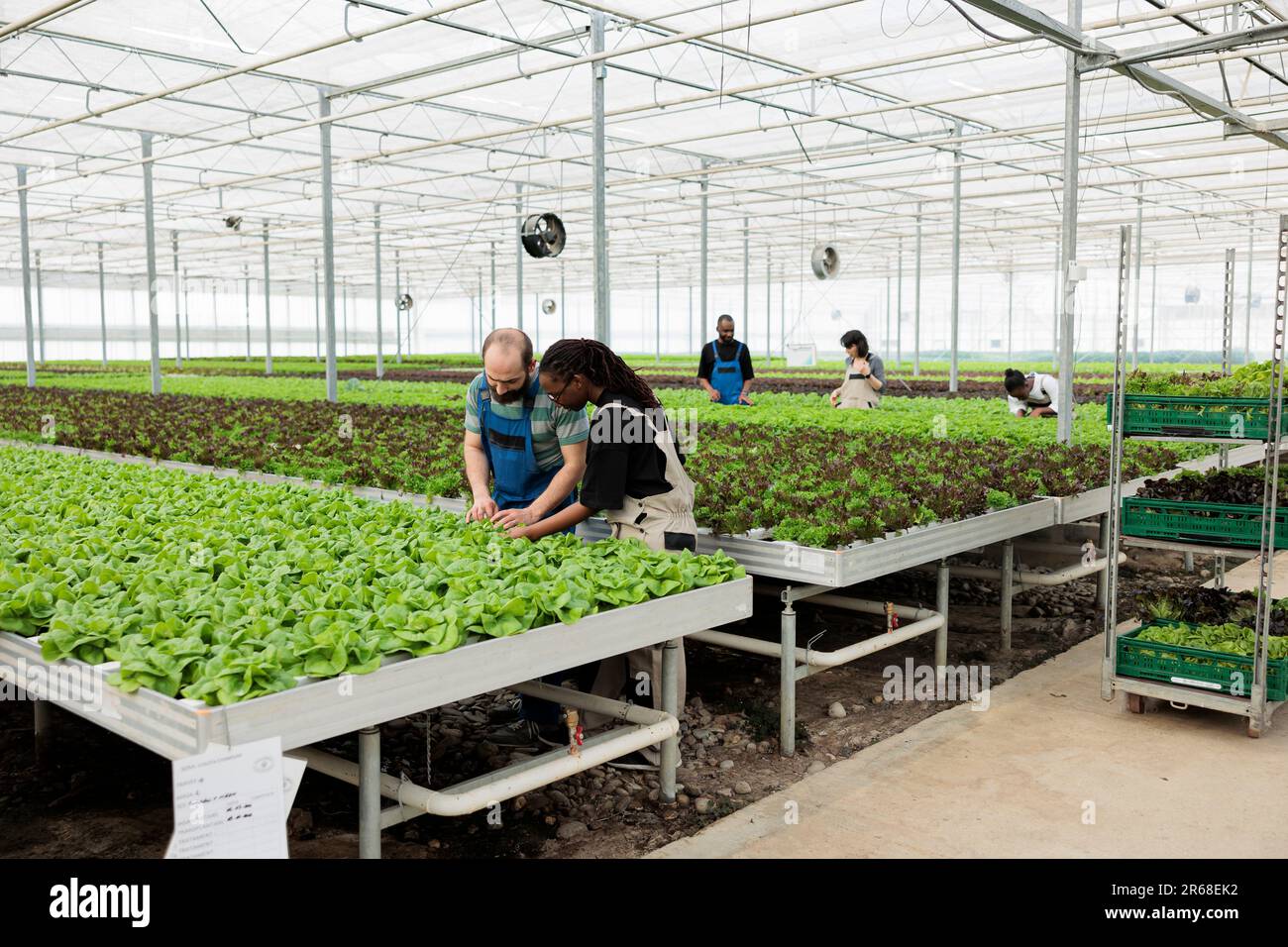 Busy teamworking farm workers using non chemical method of stamping out ...