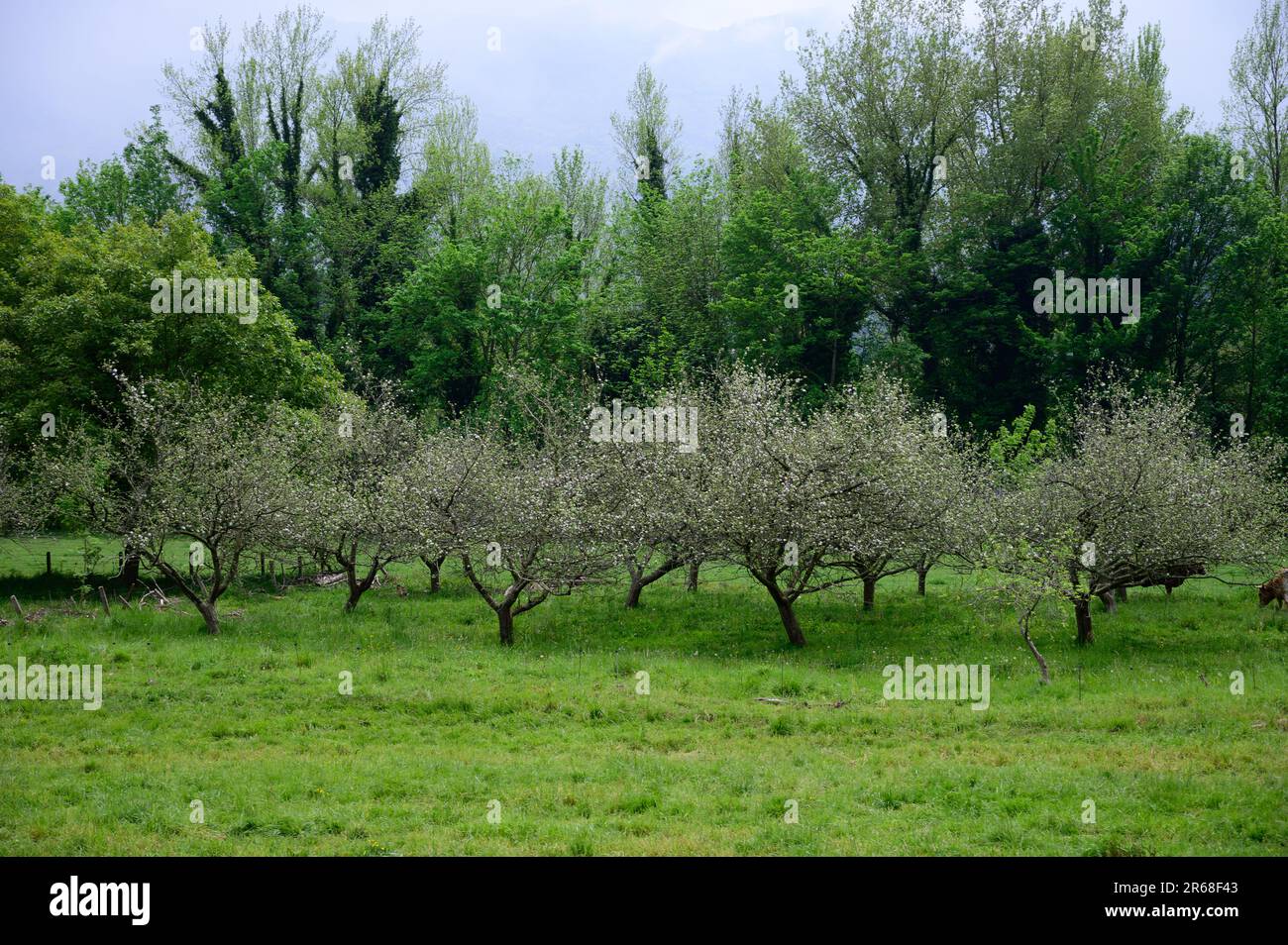 Sidra tree hi-res stock photography and images - Alamy