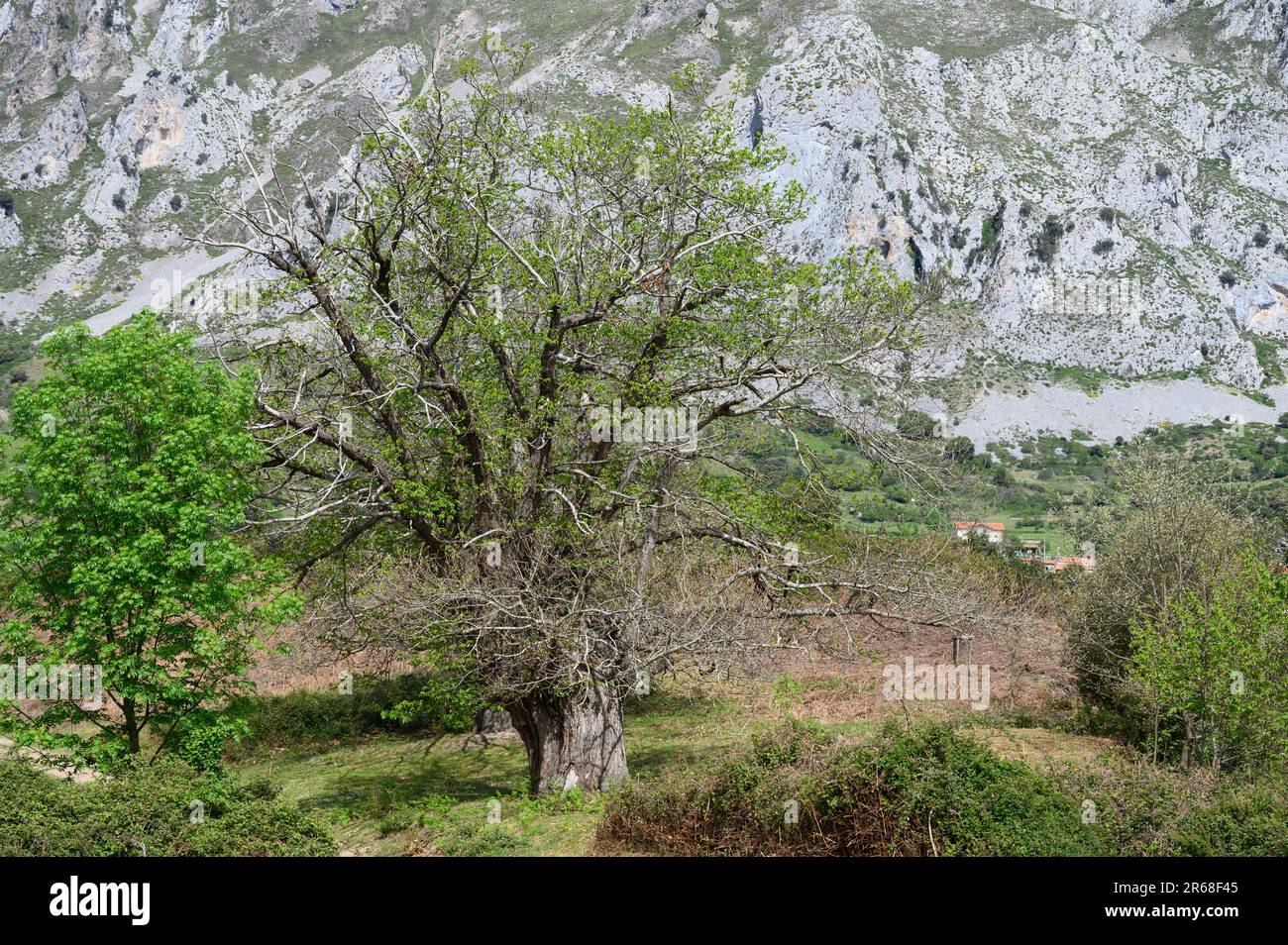 Century-old chestnut tree trunks growing on slopes of Canrabrian ...