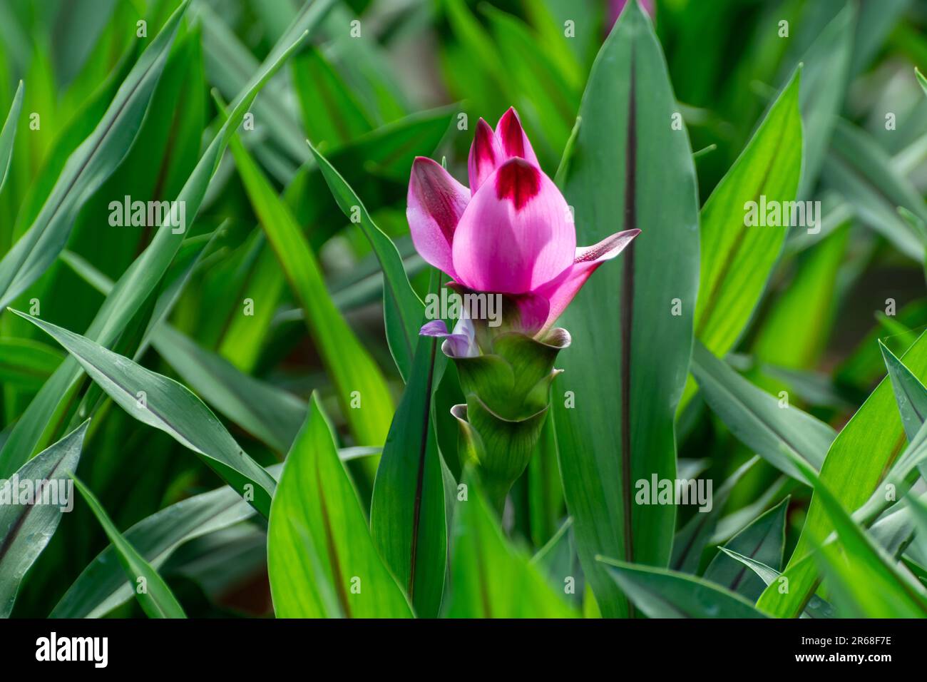 Turmeric, Curcuma longa flowering plant of ginger family, decorative or ...