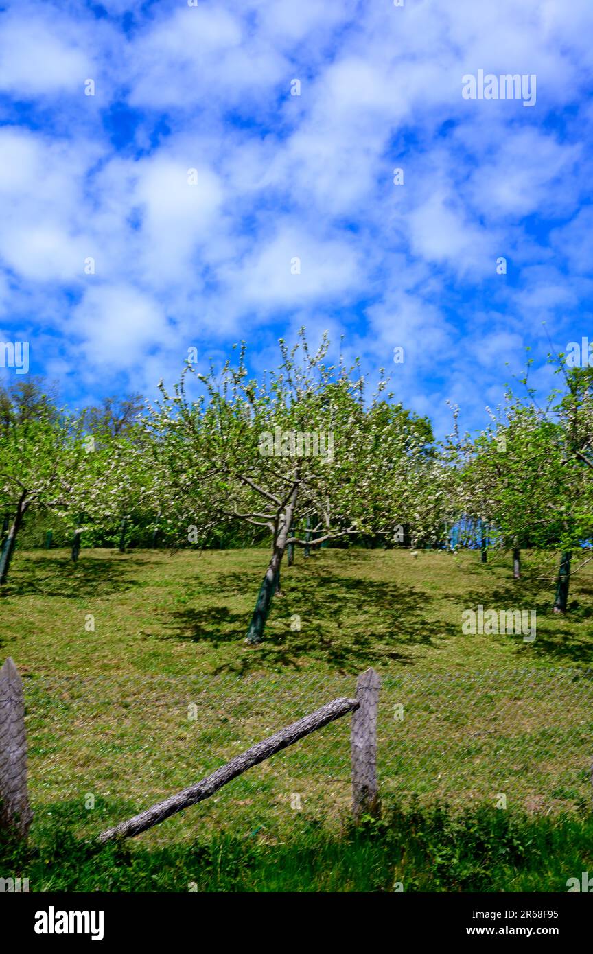 Apple tree orchards in Asturias, spring white blossom of apple trees ...