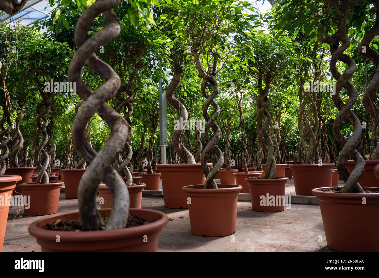 Cultivation of differenent green tropical and exotic indoor ficus ...
