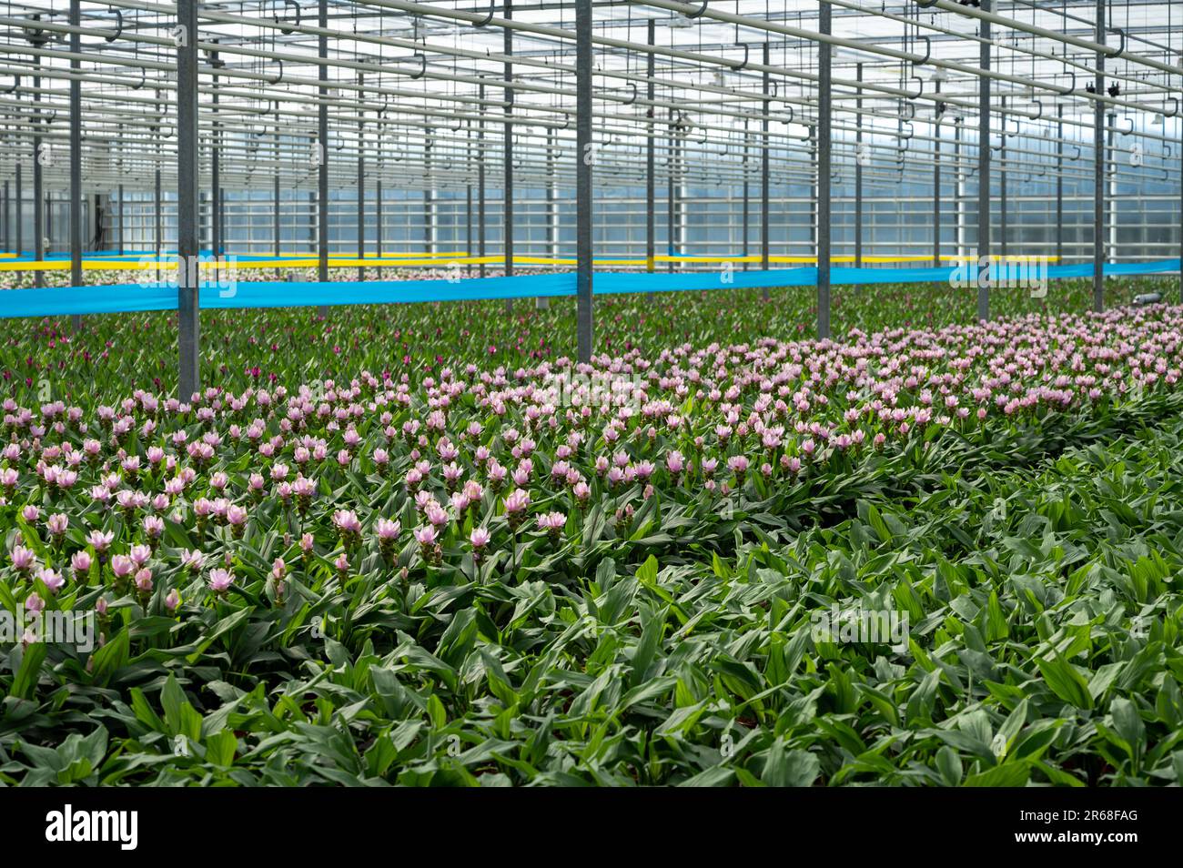 Turmeric, Curcuma longa flowering plant of ginger family, decorative or ...