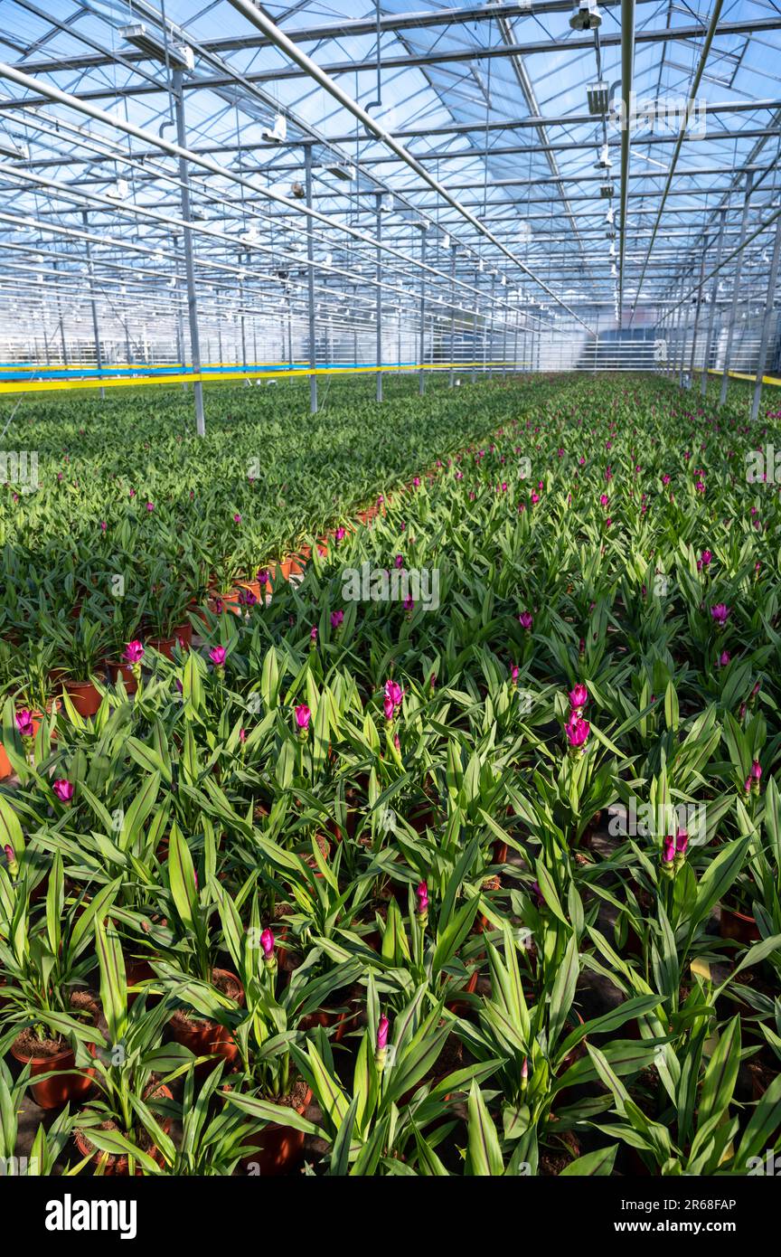 Turmeric, Curcuma longa flowering plant of ginger family, decorative or ...