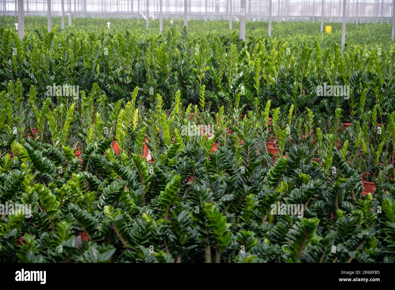 Cultivation of differenent green tropical and exotic indoor palms and ...