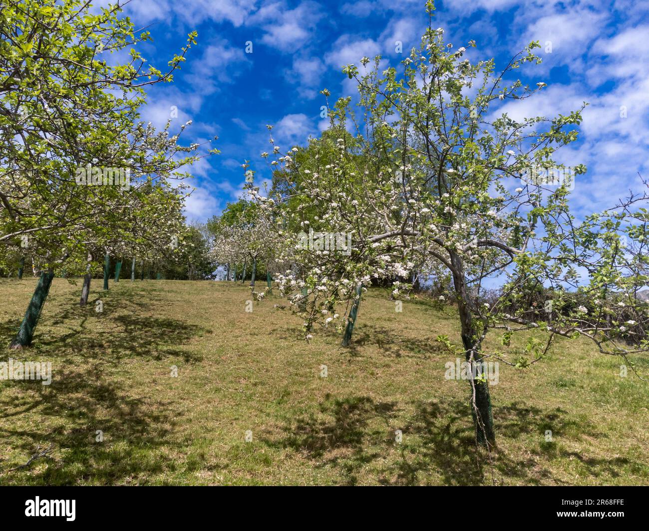 Tree of sidra hi-res stock photography and images - Alamy