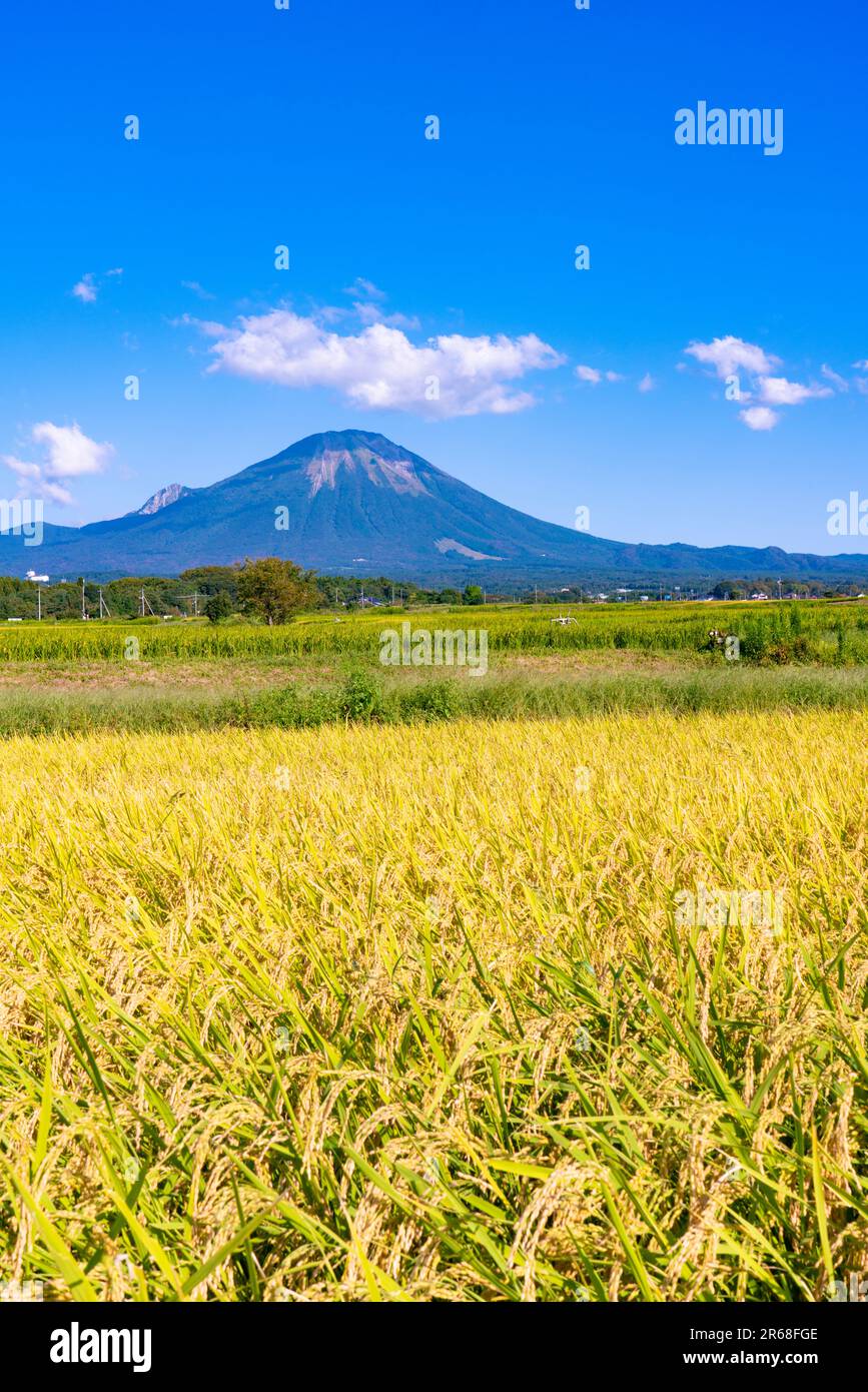 Mt. Daisen and ears of rice Stock Photo - Alamy
