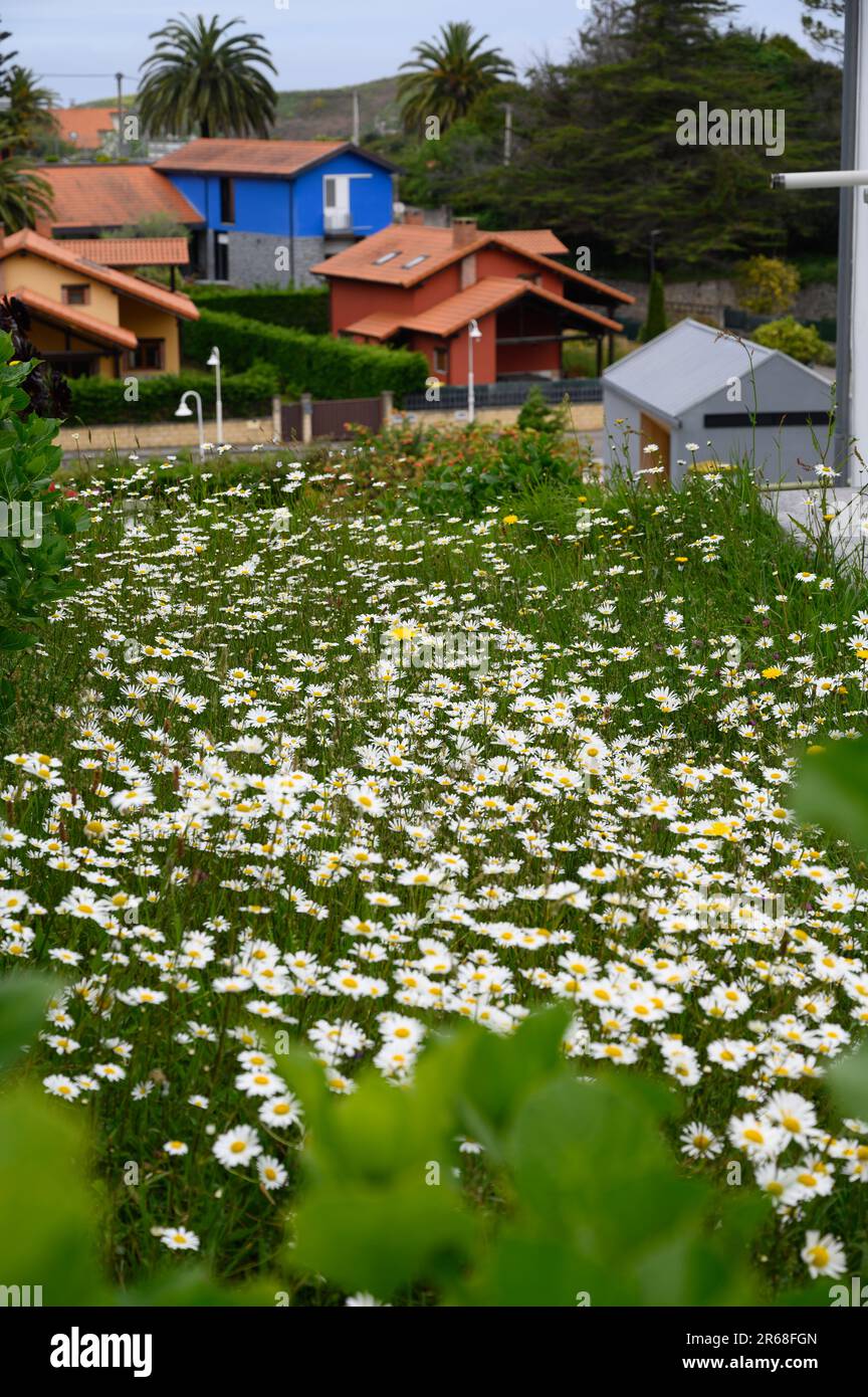 Asturias meadow wild flowers hi-res stock photography and images - Alamy