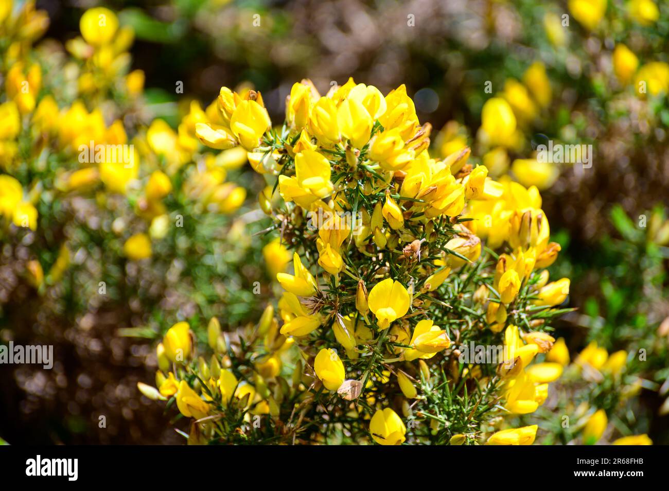 Yellow flowers of Ulex, commonly known as gorse, furze, or whin is ...
