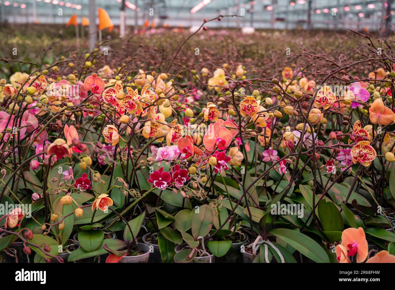 Cultivation of colorful tropical flowering plants orchid family ...