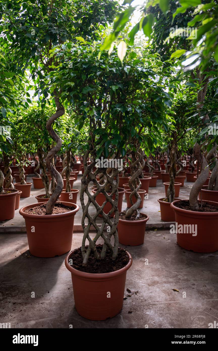 Cultivation of differenent green tropical and exotic indoor ficus ...
