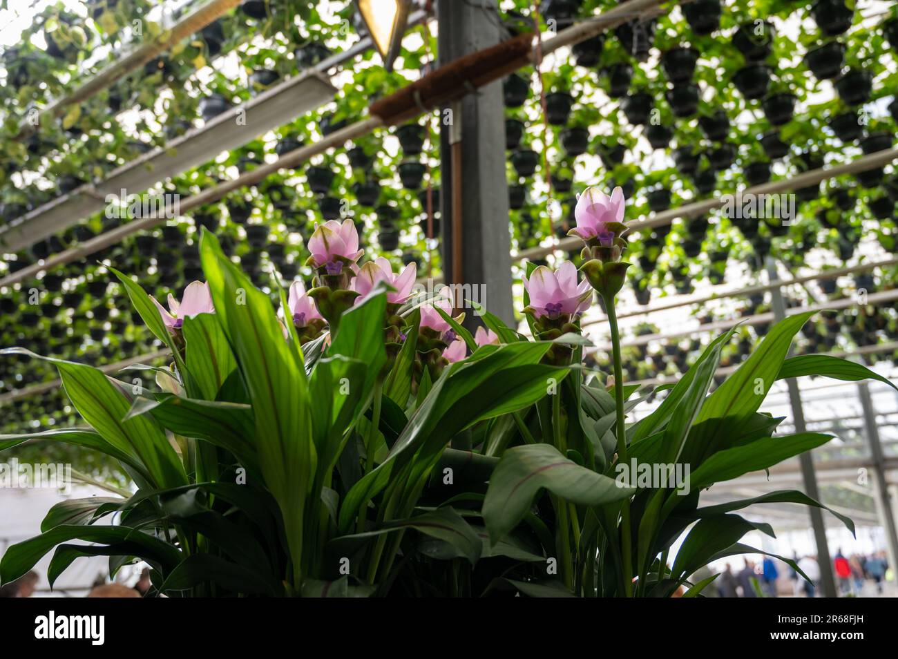 Turmeric, Curcuma longa flowering plant of ginger family, decorative or ...