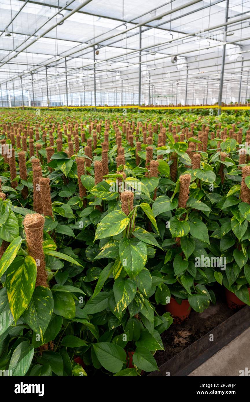 Cultivation of differenent green tropical and exotic indoor scindapsus ...
