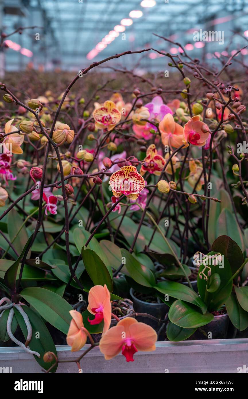 Cultivation of colorful tropical flowering plants orchid family ...