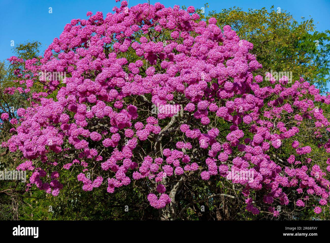 Details of the beautiful Pink Trumpet Tree (Handroanthus heptaphyllus ...