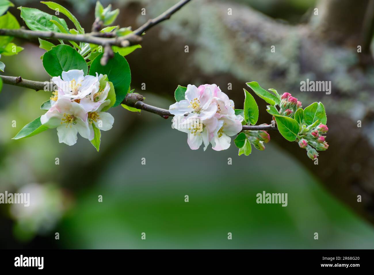 Apple tree orchards in Asturias, spring white blossom of apple trees ...