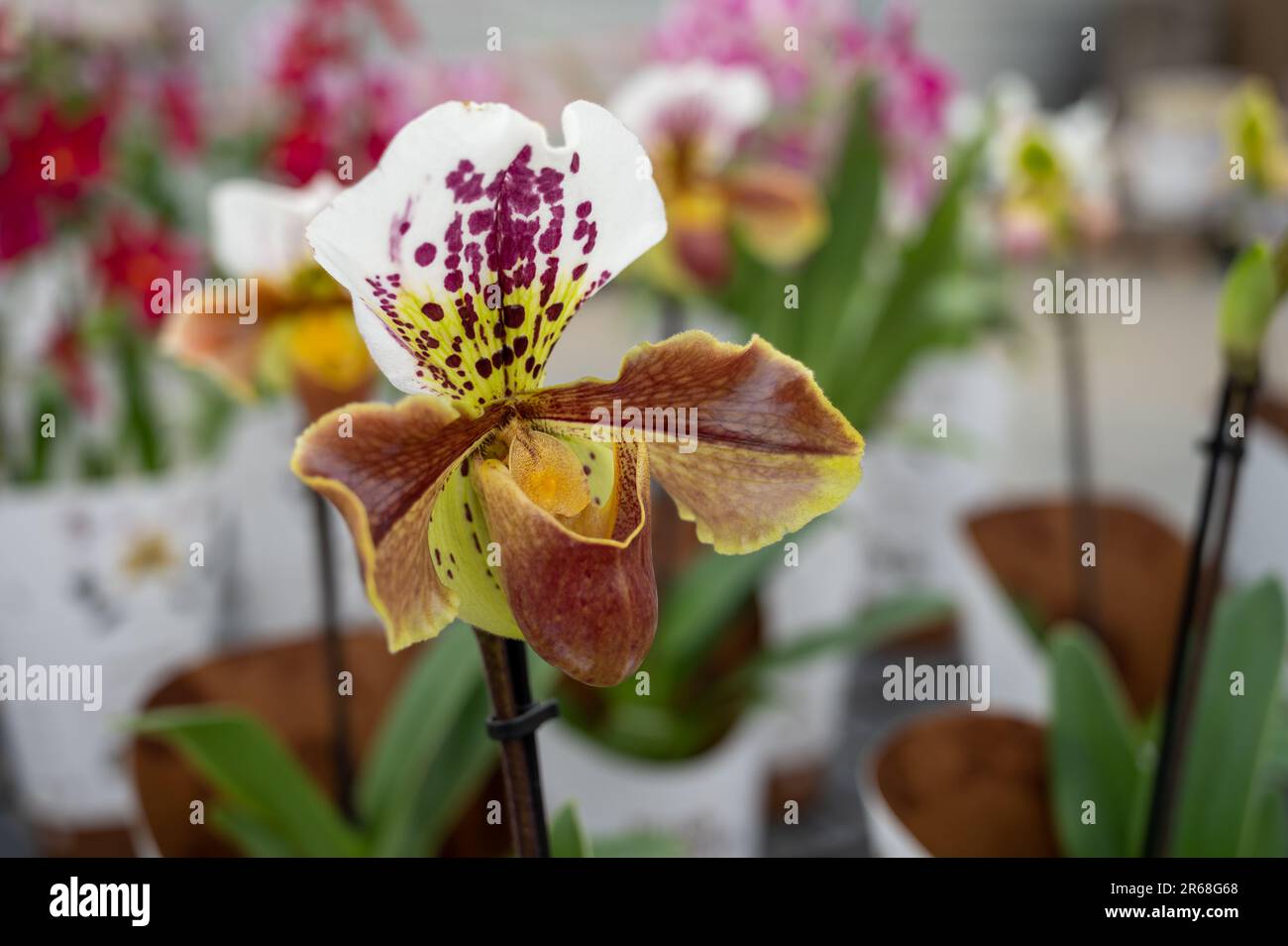 Cultivation of colorful tropical flowering plants orchid family ...