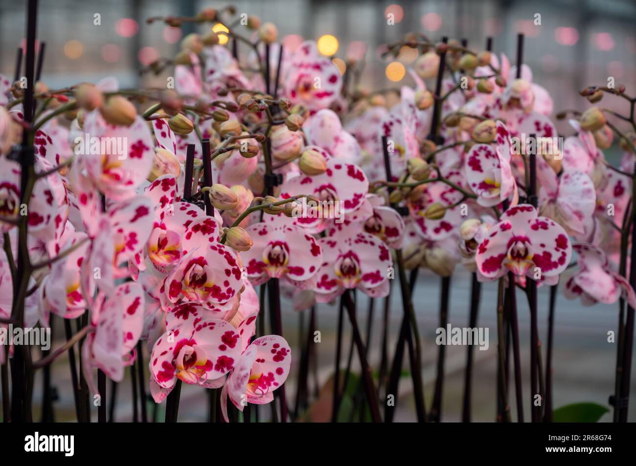 Cultivation of colorful tropical flowering plants orchid family ...
