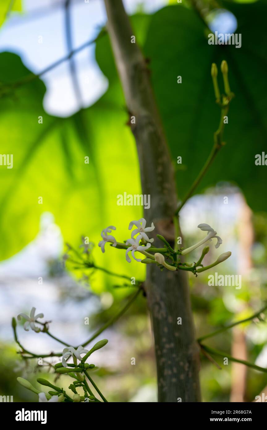 Cultivation of differenent green tropical and exotic indoor palms and ...