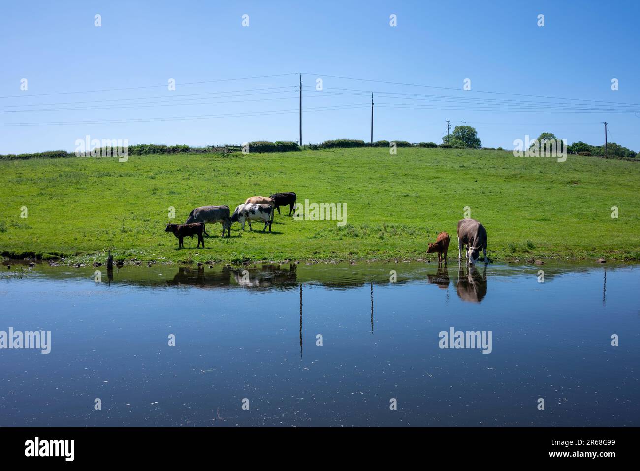 Cows and calves in a field next to water, Calverley Bridge canal ...