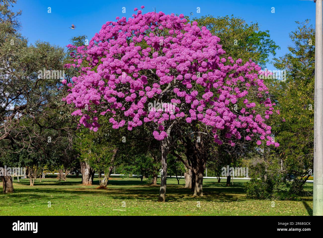 Details of the beautiful Pink Trumpet Tree (Handroanthus heptaphyllus ...