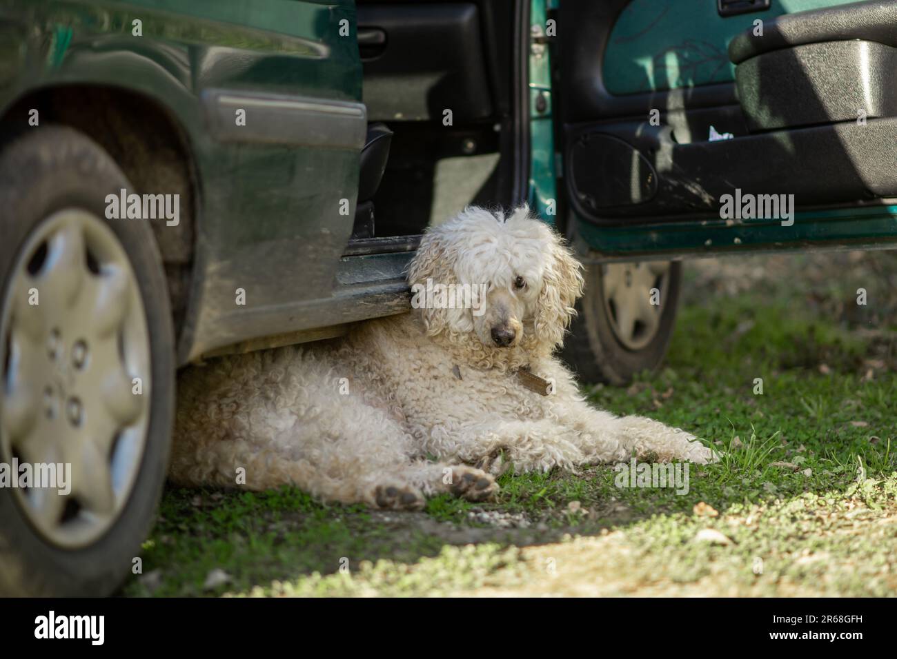 The dog is resting under the car on the green grass. A large dog, a ...