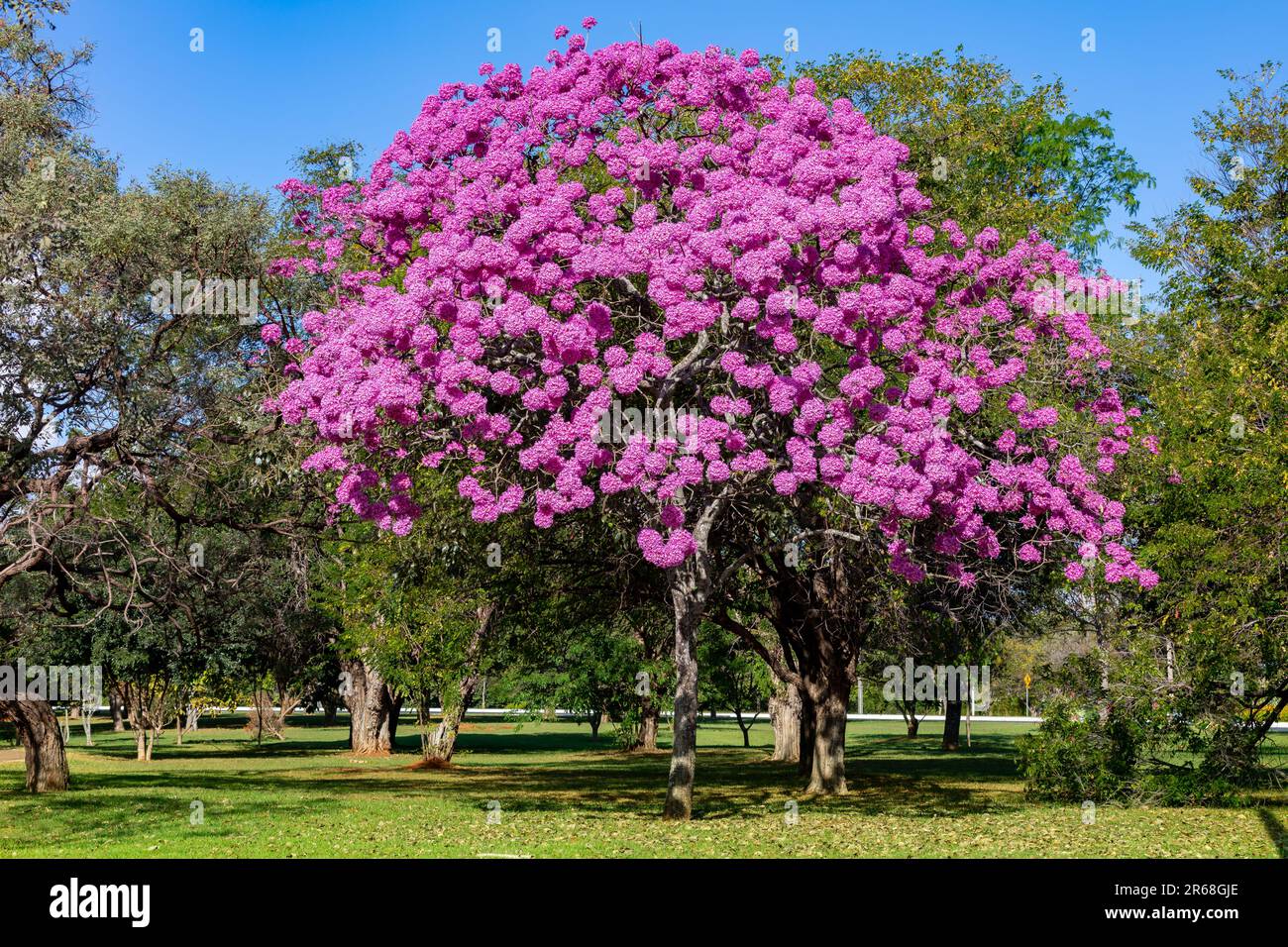 Details of the beautiful Pink Trumpet Tree (Handroanthus heptaphyllus ...