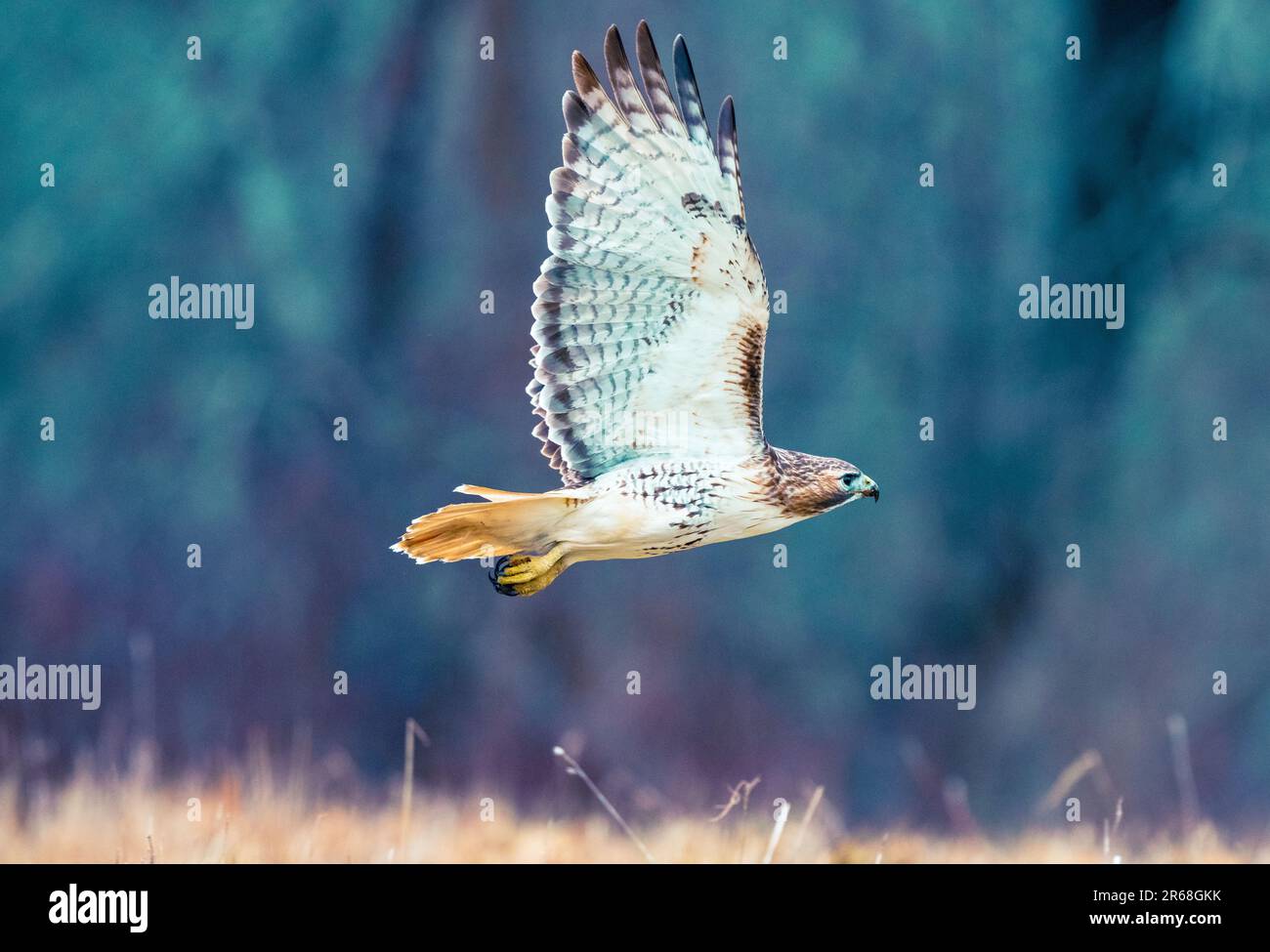 A majestic red-tailed hawk soars gracefully through the sky above a ...