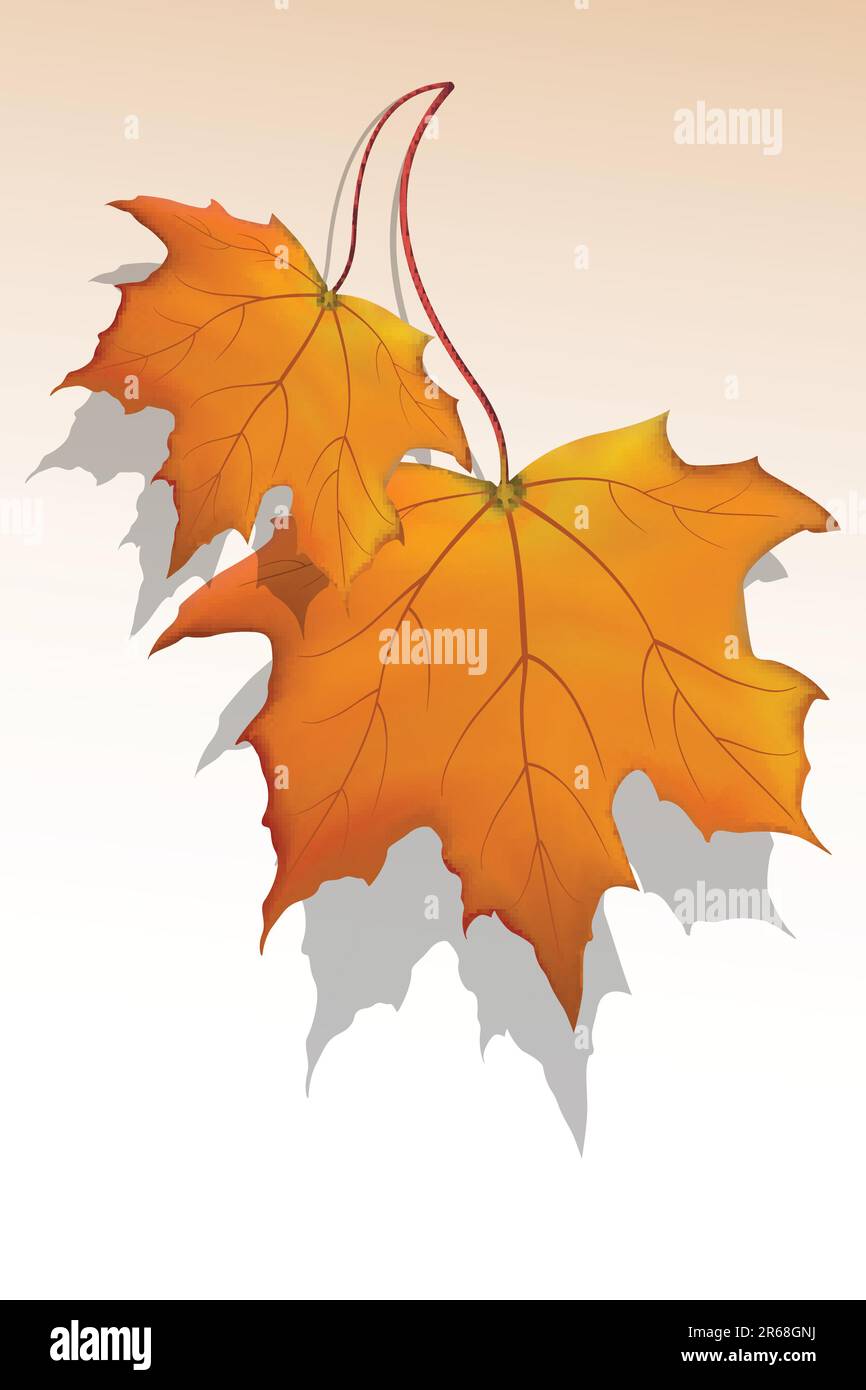 Maple leaf botanical illustration Stock Vector Images - Alamy