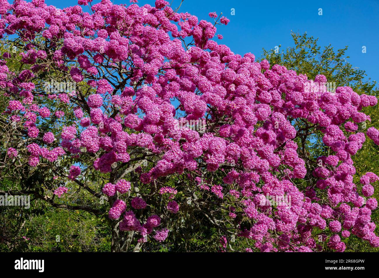 Details of the beautiful Pink Trumpet Tree (Handroanthus heptaphyllus ...