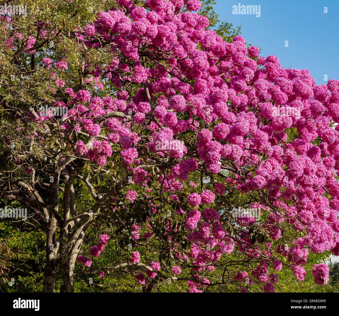 Details of the beautiful Pink Trumpet Tree (Handroanthus heptaphyllus ...