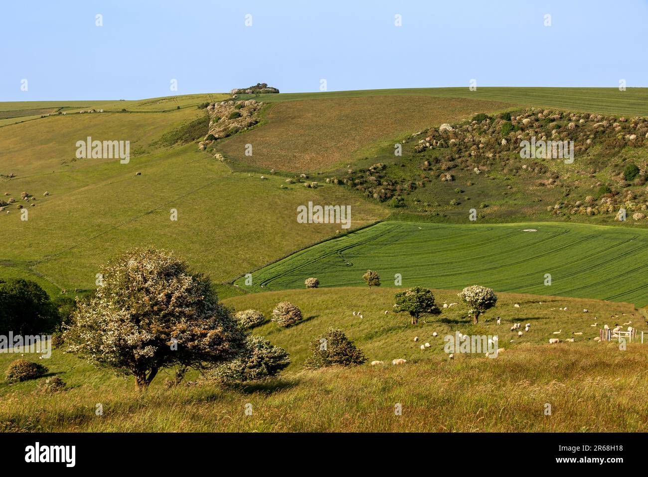 A view of Balsdean Bottom in the South Downs, with sheep grazing on the ...