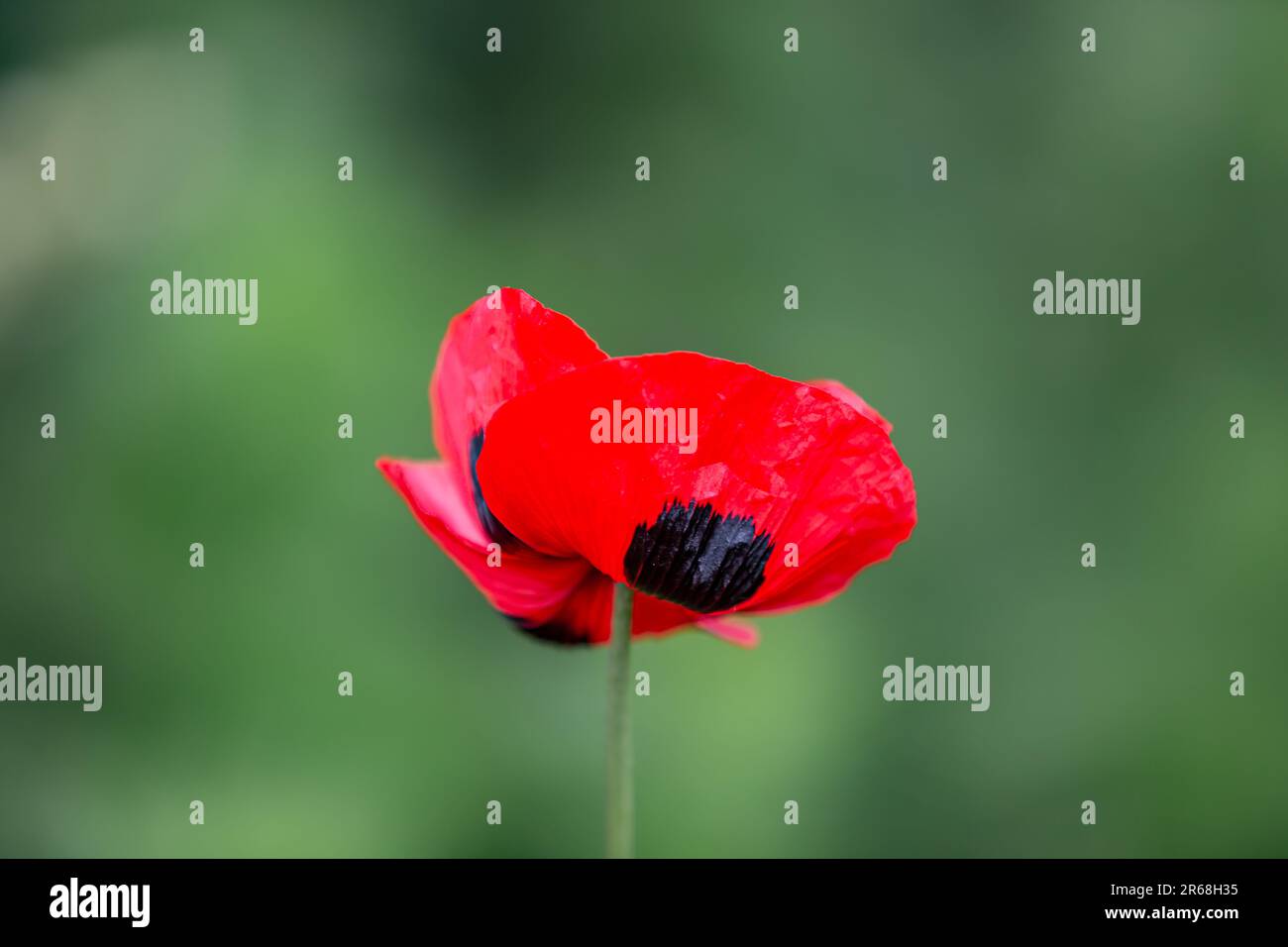 A close up of a ladybird poppy, with a shallow depth of field Stock ...