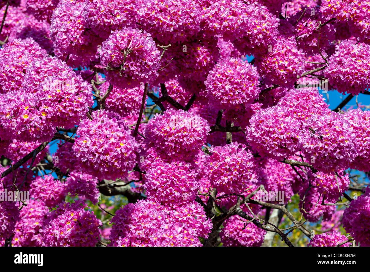 Details of the beautiful Pink Trumpet Tree (Handroanthus heptaphyllus ...