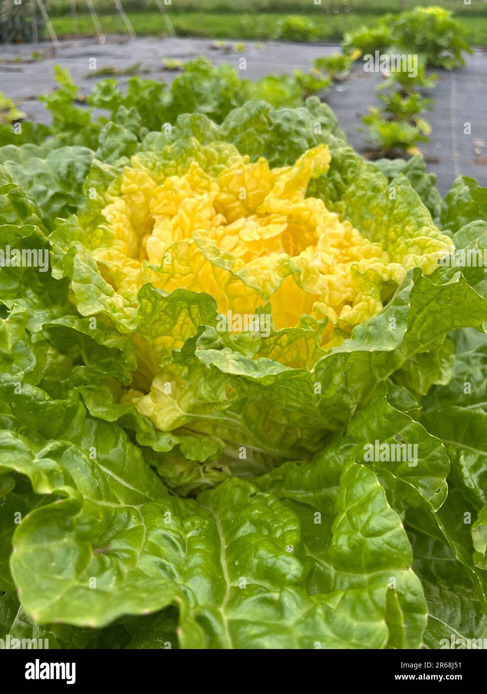 A vertical closeup shot of a fully grown yellow green Chinese cabbage ...