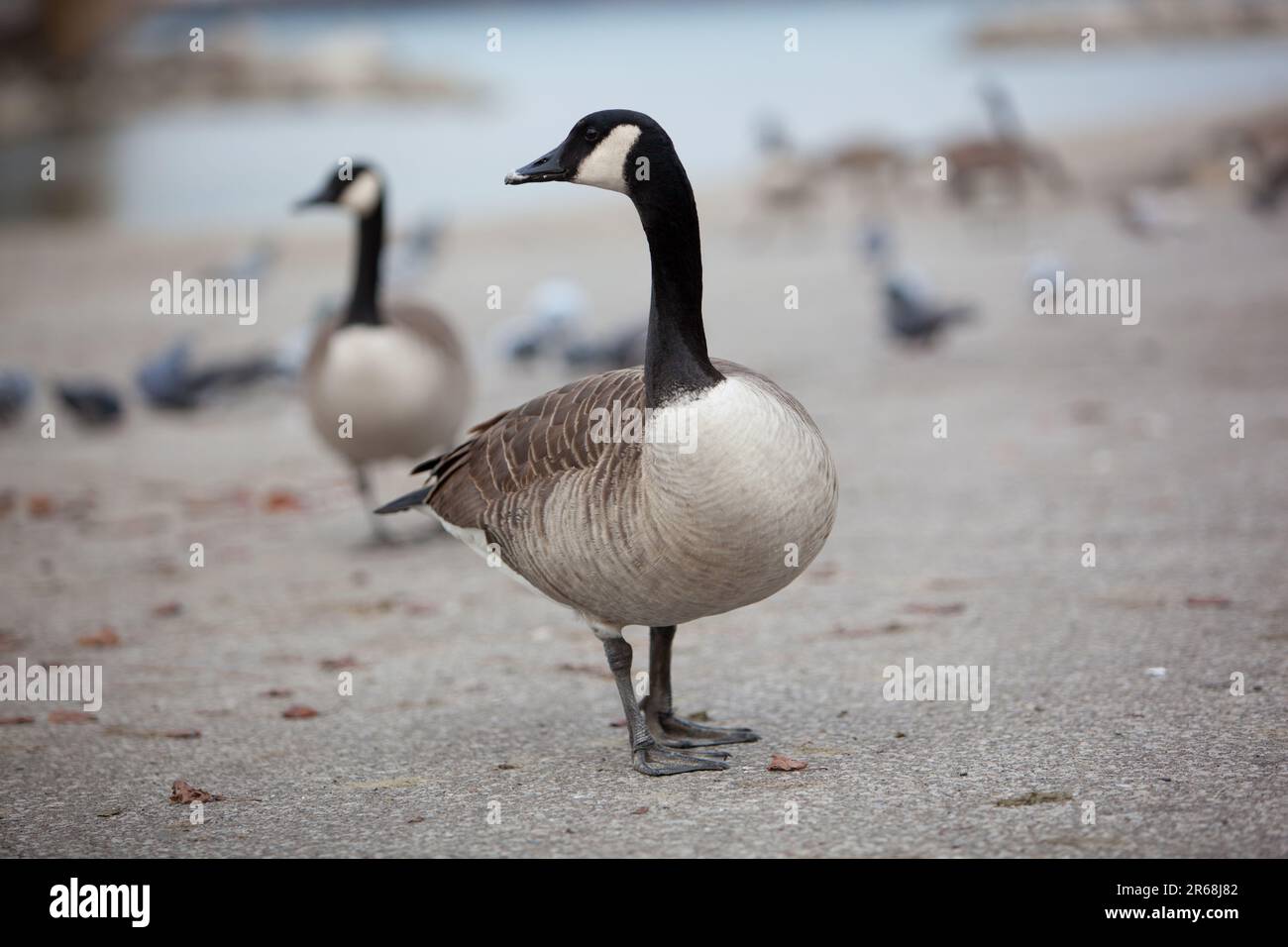 Fauna Birds Shorebirds Canada Goose Canadian Icon Swimming Malden Park ...