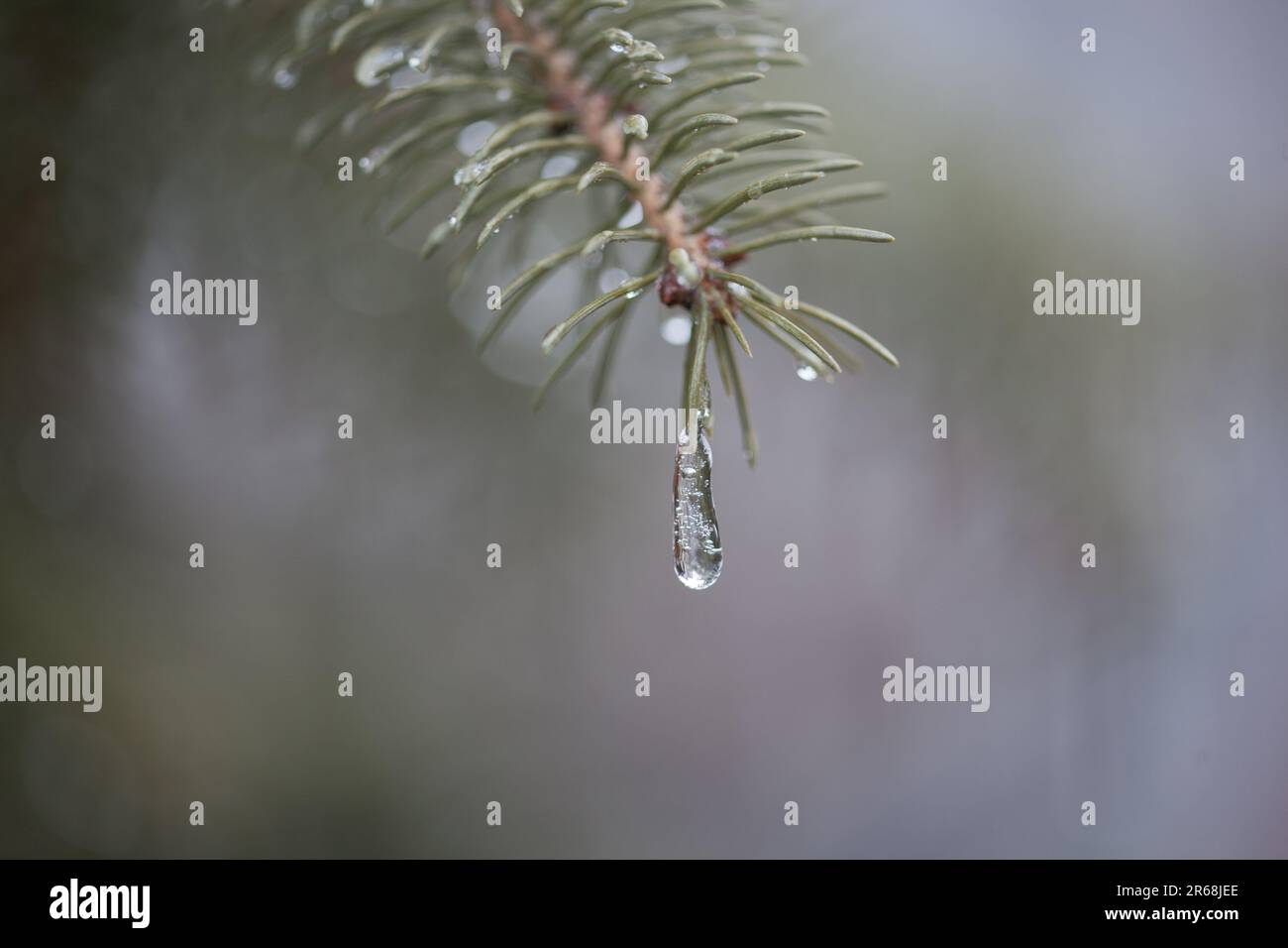 Abstract Natural Background Rainwater Dripping Evergreen Runoff ...