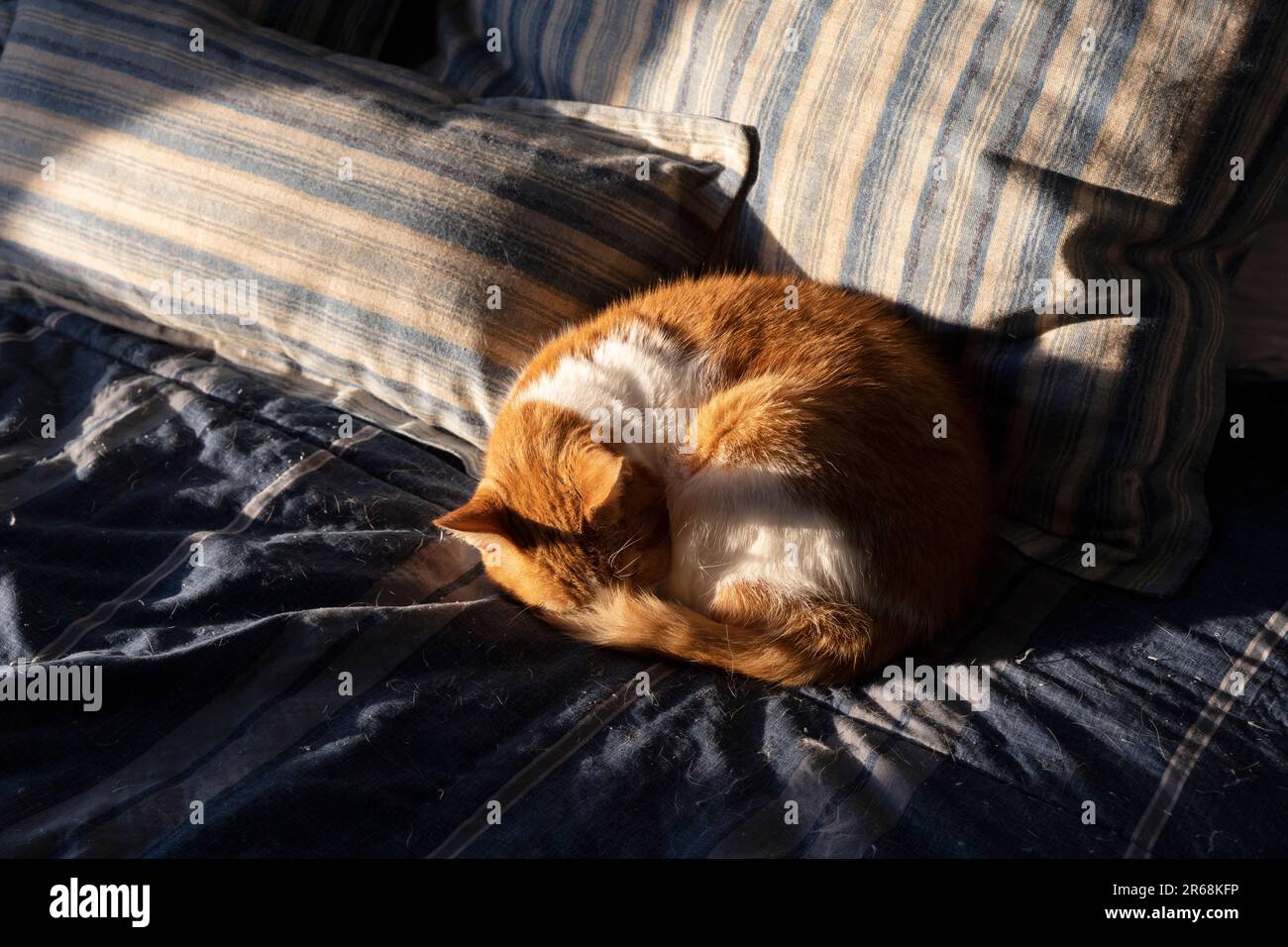 Peacefully sleeping hi-res stock photography and images - Alamy