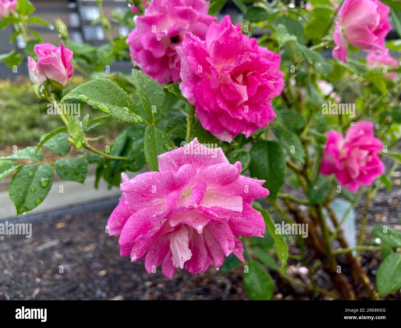 A vibrant garden featuring lush pink roses covered in sparkling rain ...