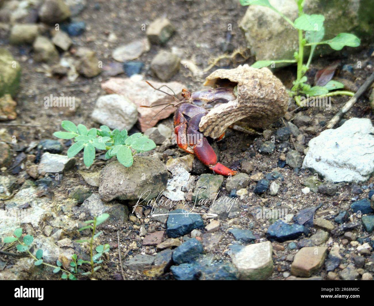 A close-up image of a brown-shelled crab, lying in the dirt with its ...