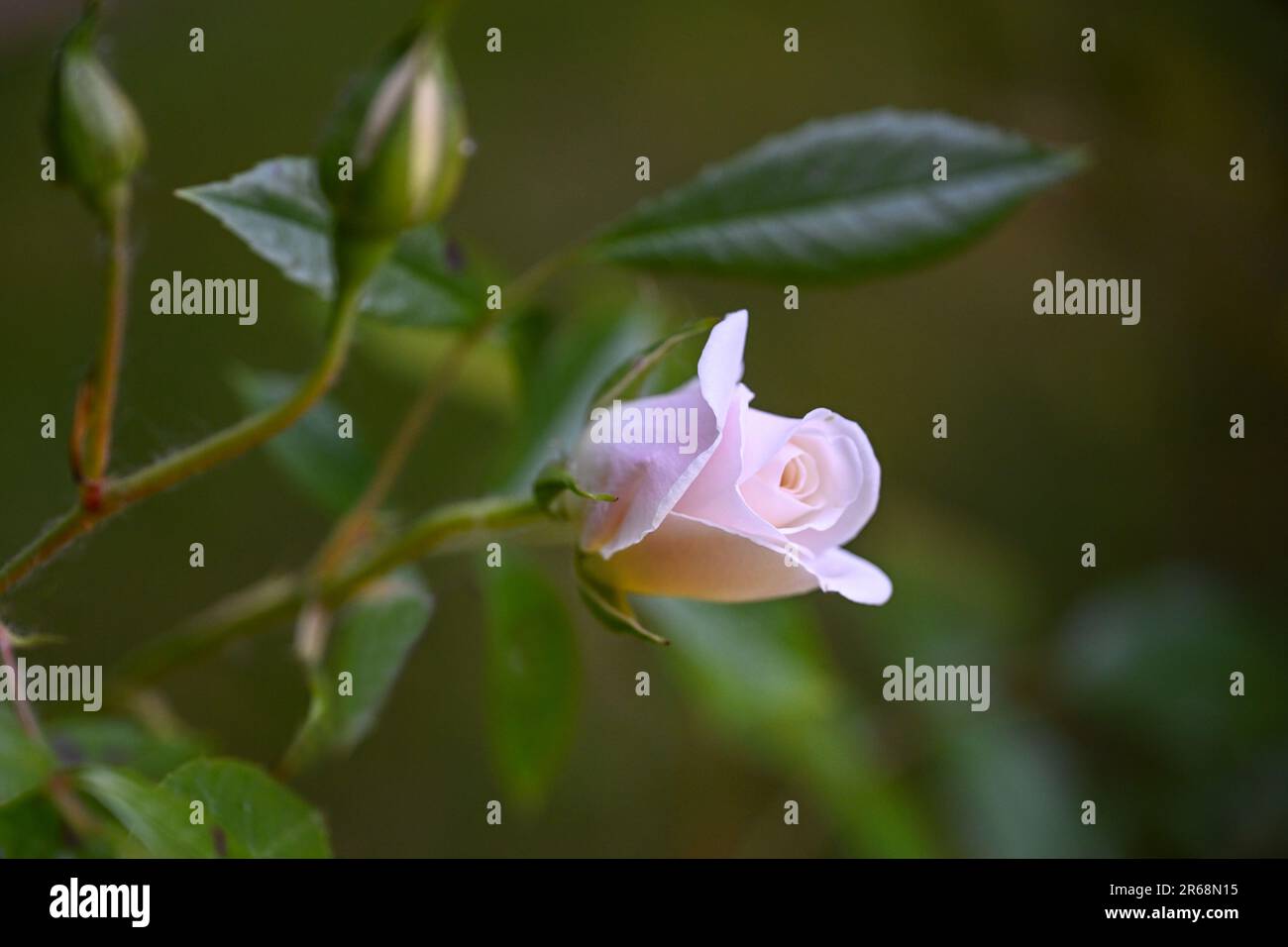 Light pink rose bud blooming in garden against dark green background ...