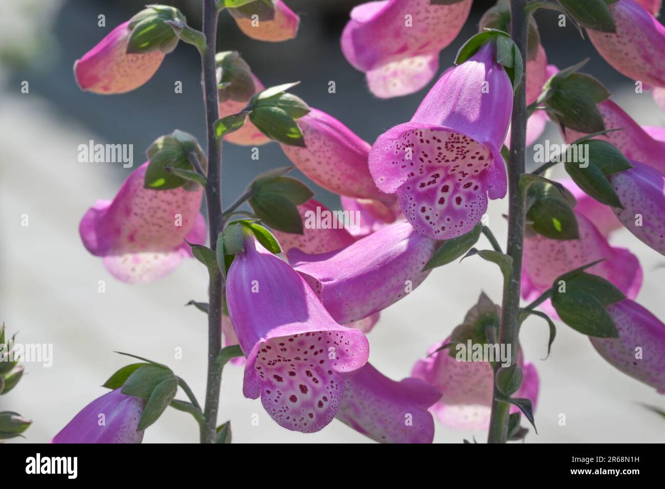 Digitalis flower plant bloom hi-res stock photography and images - Alamy