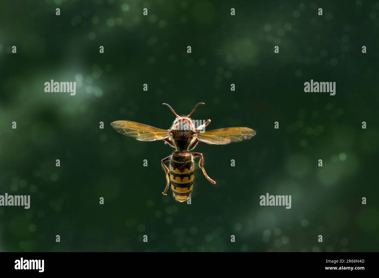 Stinging Flying Insects