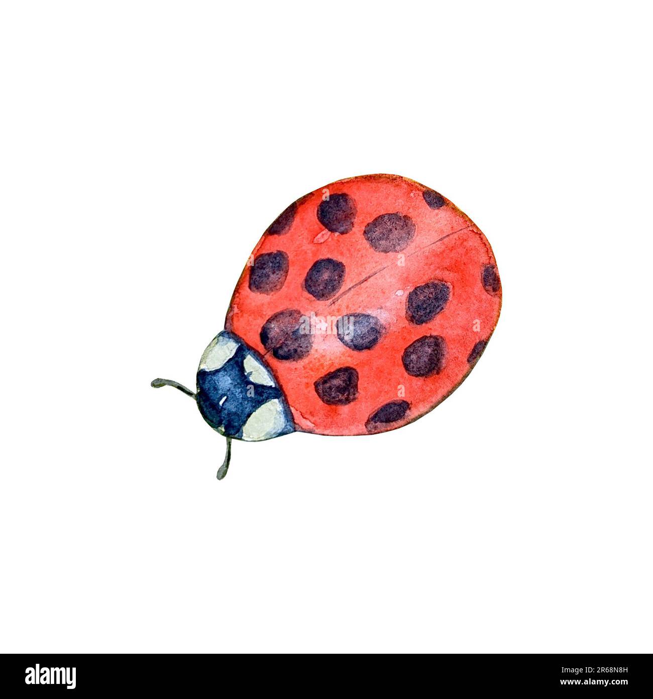 Watercolor botanical summer illustration with red and black colorful ...