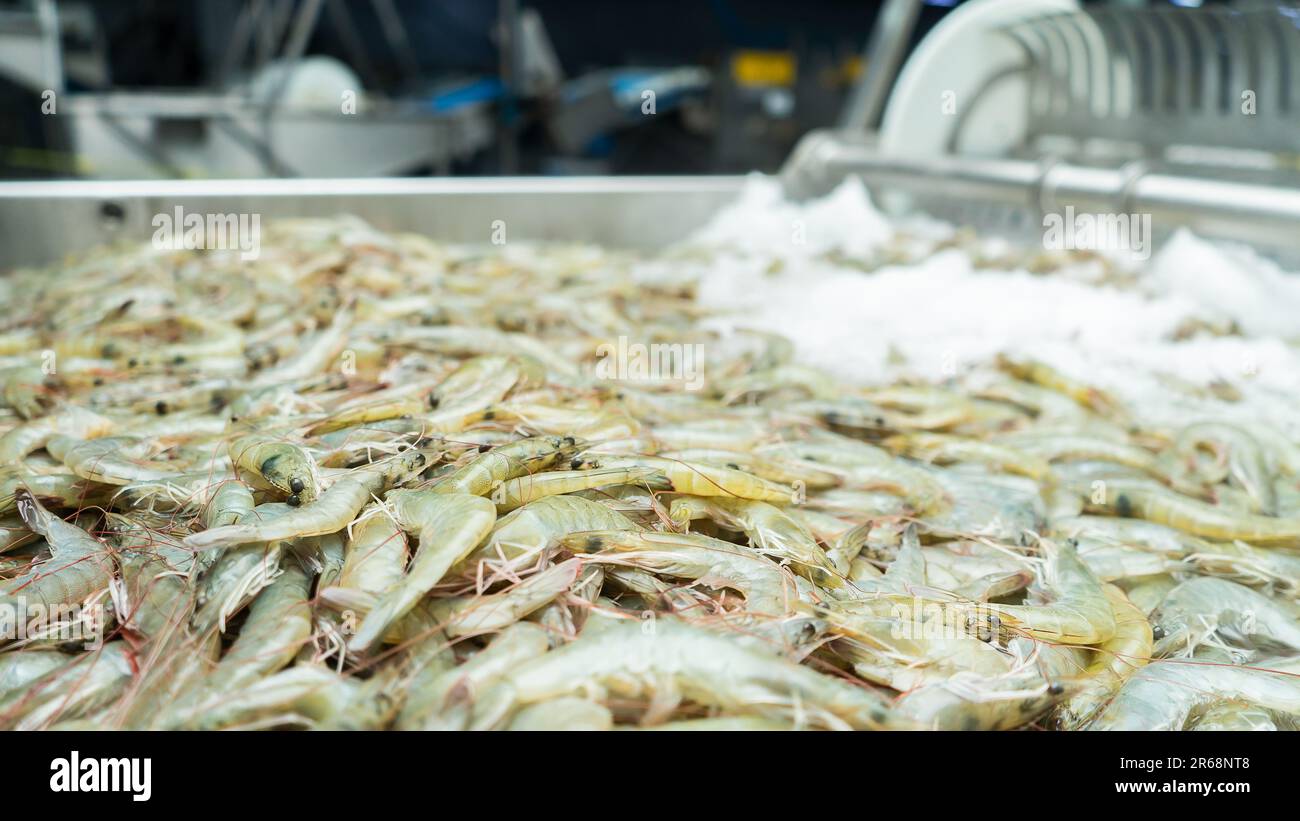Pile of frozen farmed shrimp in an industrial factory Stock Photo - Alamy