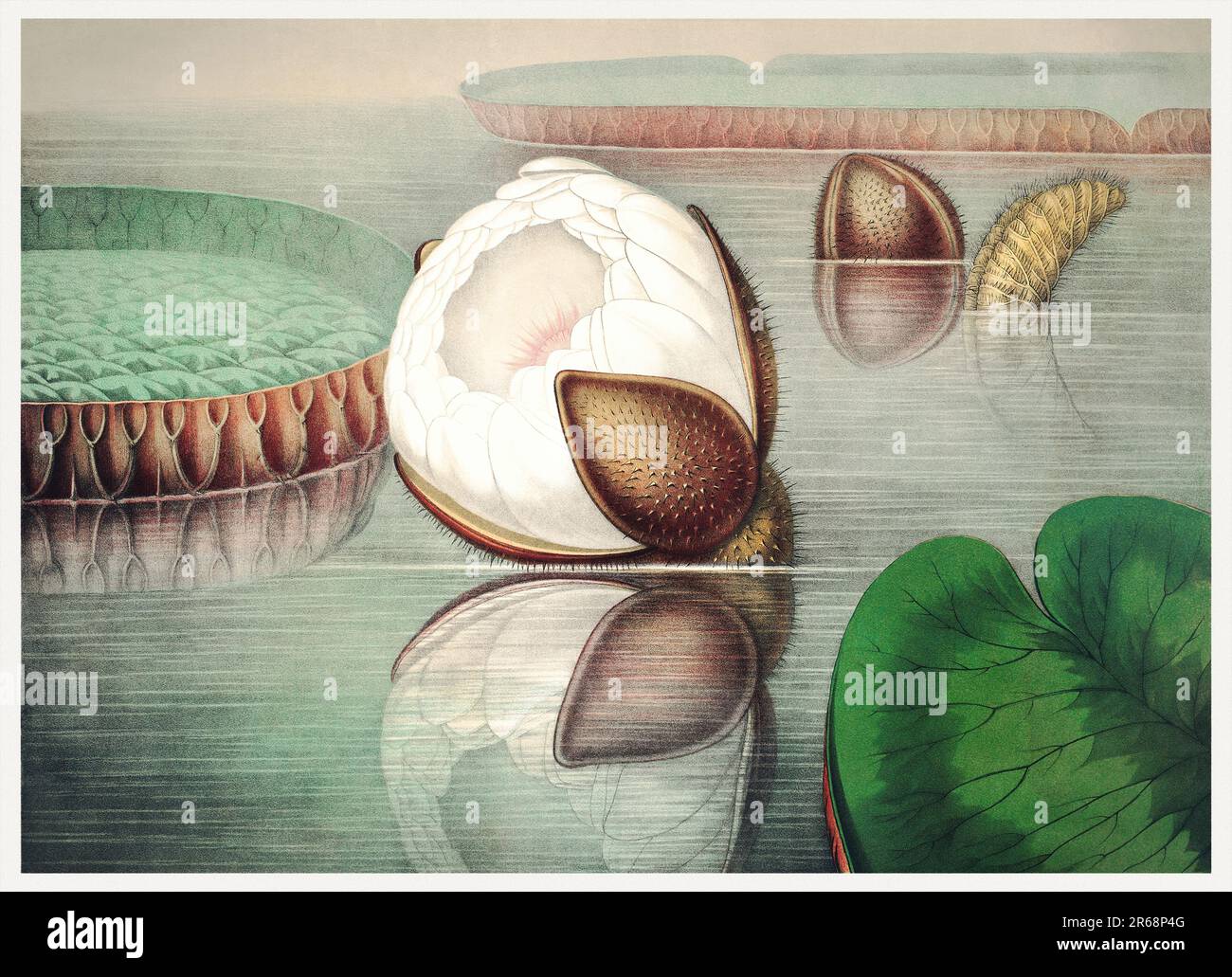 Victoria regia flower illustration hi-res stock photography and images ...