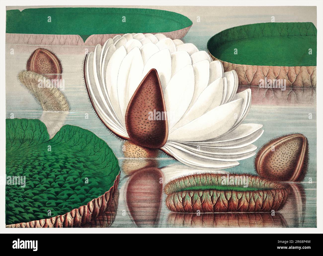 Victoria regia flower illustration hi-res stock photography and images ...